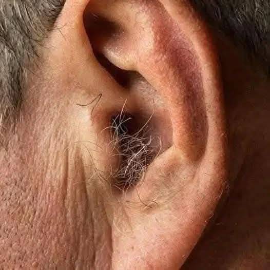 DID YOU KNOW? If hair grows on your ears, it’s because your body is ...